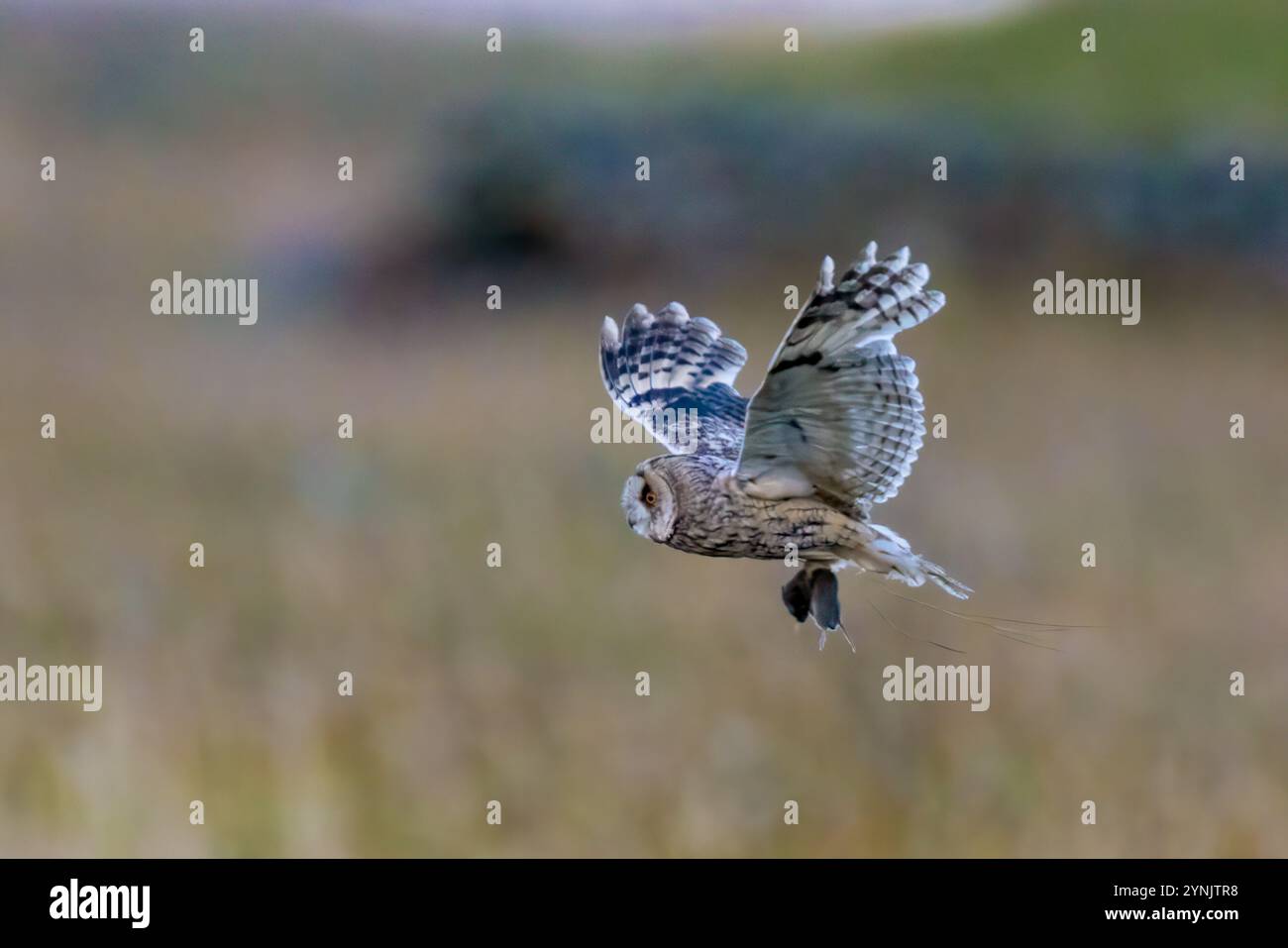 A captivating moment of a long-eared owl in flight, clutching its prey ...