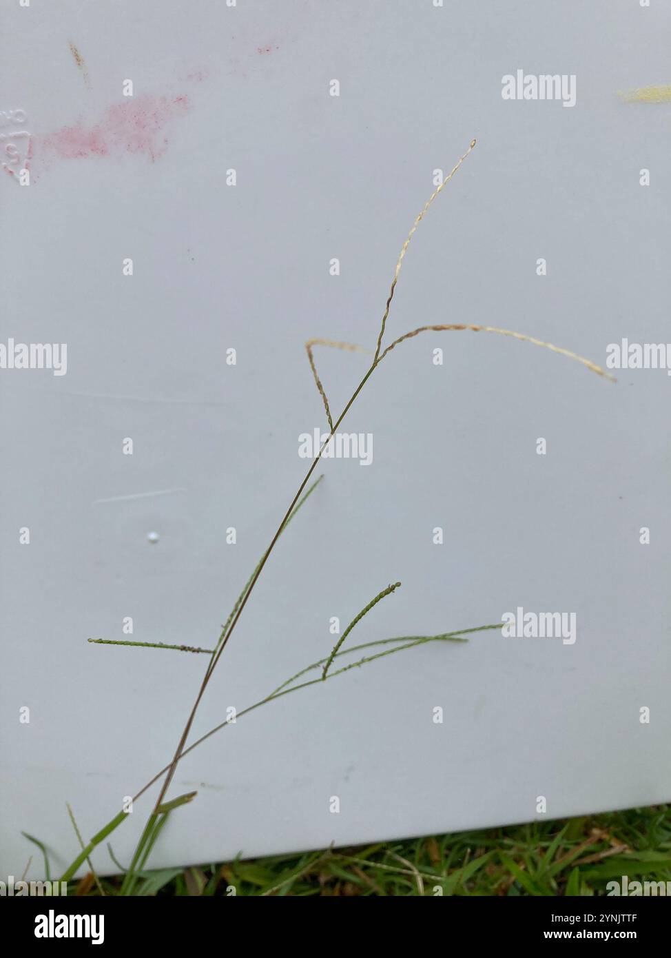 common carpetgrass (Axonopus fissifolius Stock Photo - Alamy