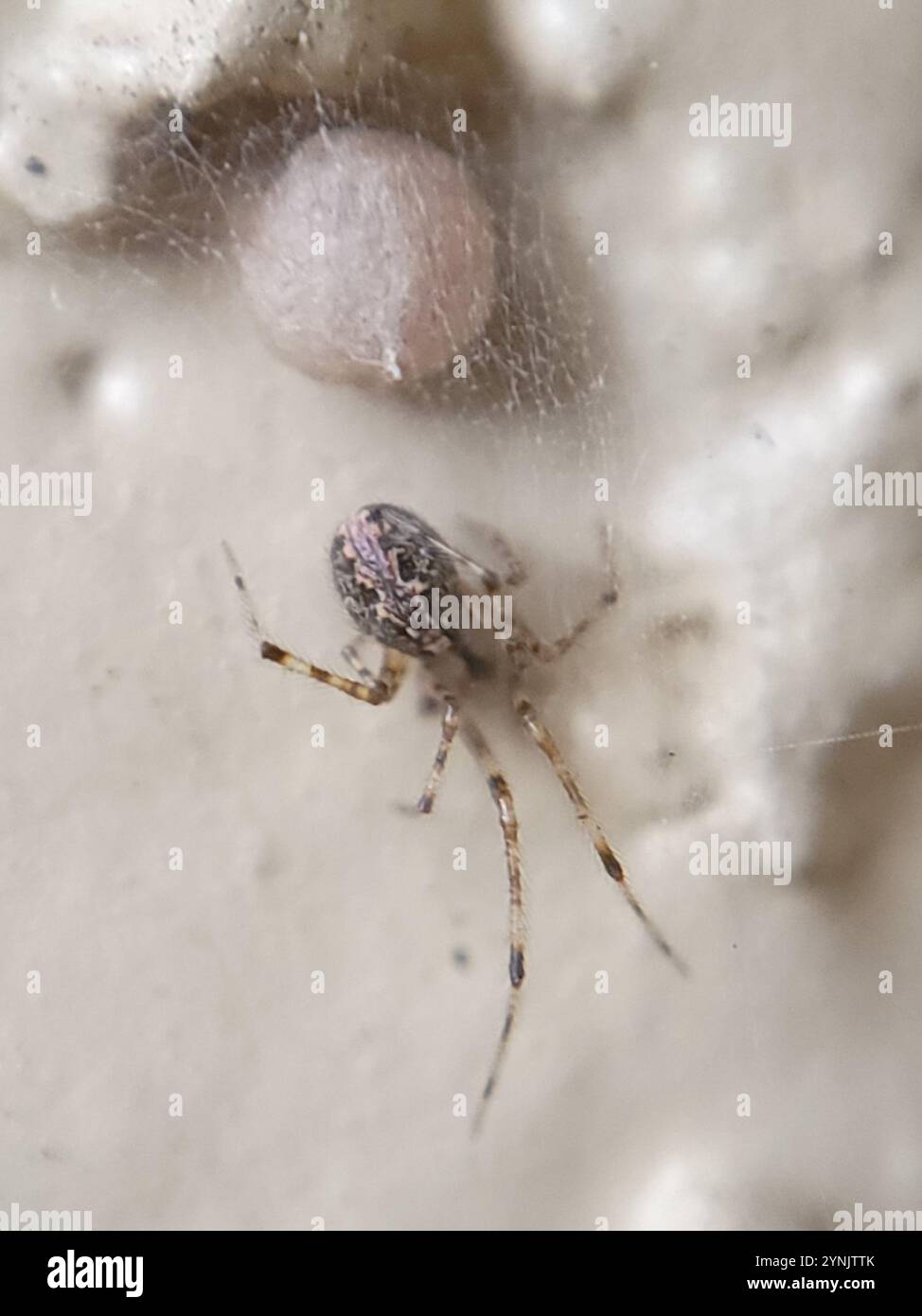 Comb-footed Spiders (Theridiidae Stock Photo - Alamy