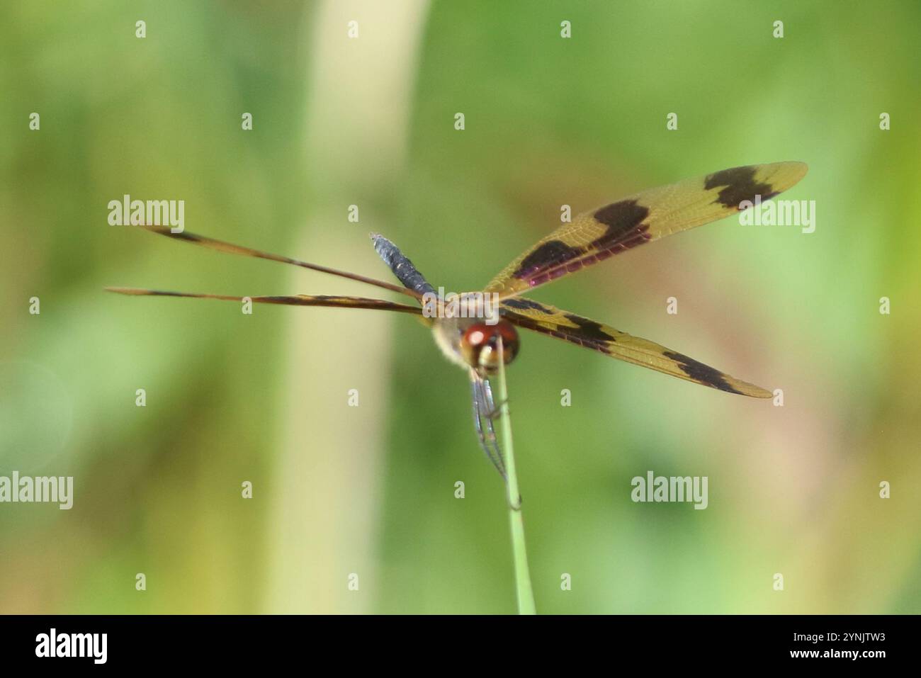 Graphic Flutterer (Rhyothemis graphiptera Stock Photo - Alamy