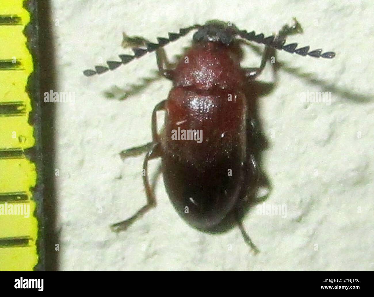 Comb-clawed Darkling Beetles (Alleculinae Stock Photo - Alamy