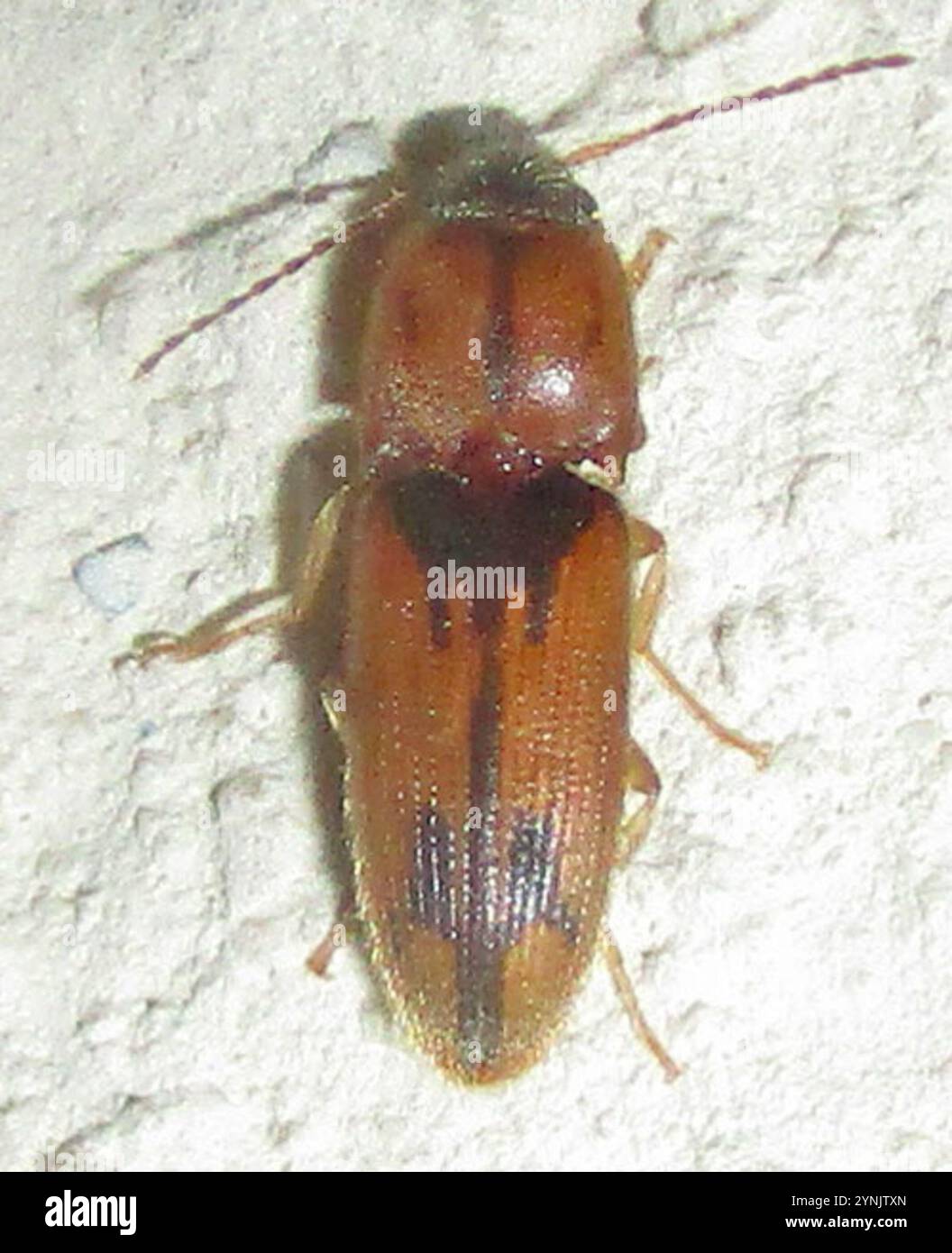 Click Beetles (Elateridae Stock Photo - Alamy