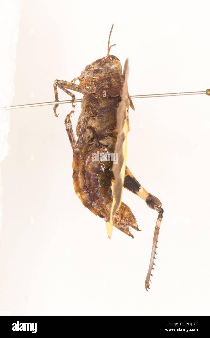Crackling Forest Grasshopper (Trimerotropis verruculata suffusa Stock ...