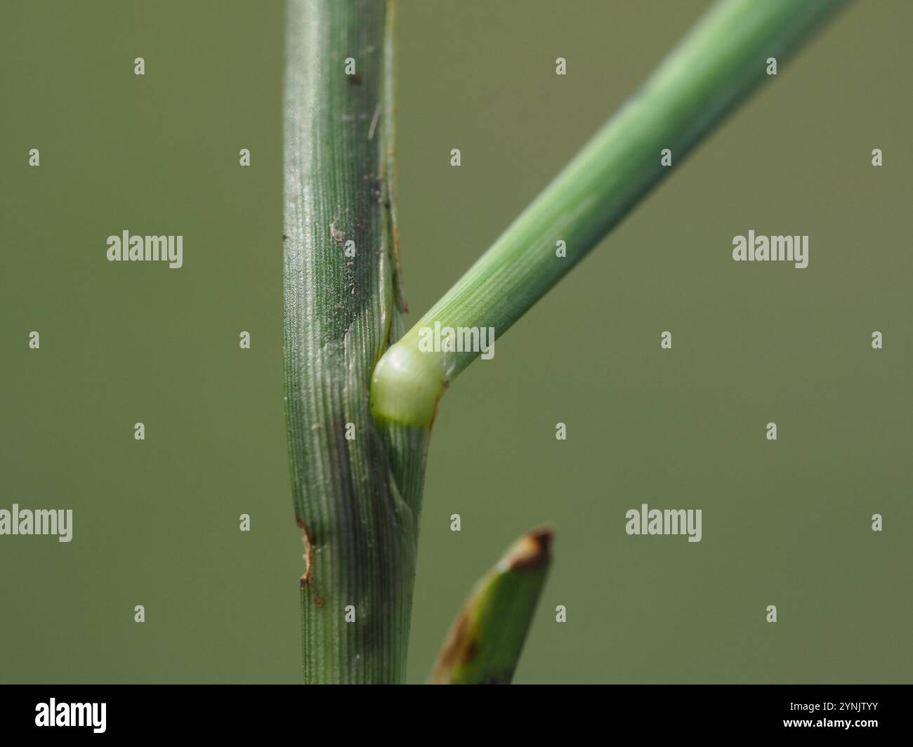 Yellow Watercrown Grass (Setaria flavida Stock Photo - Alamy