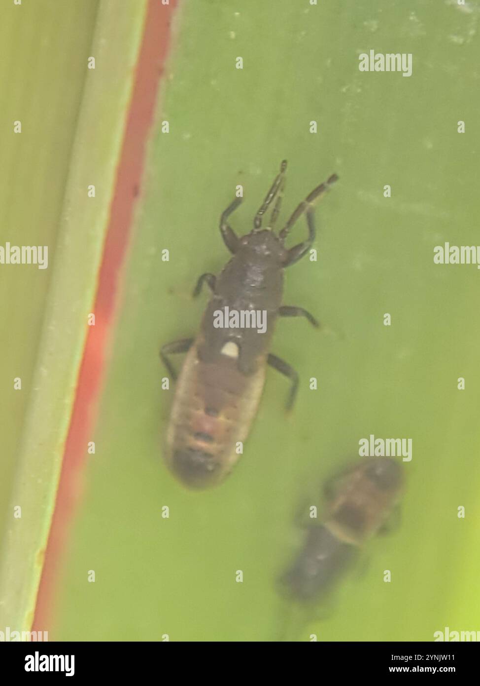 Wheat Chinch-bugs (Ischnodemus Stock Photo - Alamy