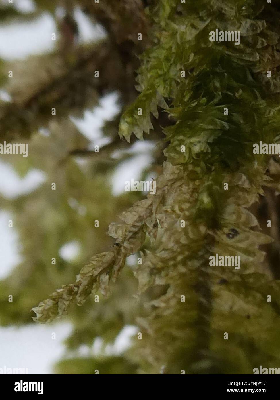 Neckera pennata hi-res stock photography and images - Alamy