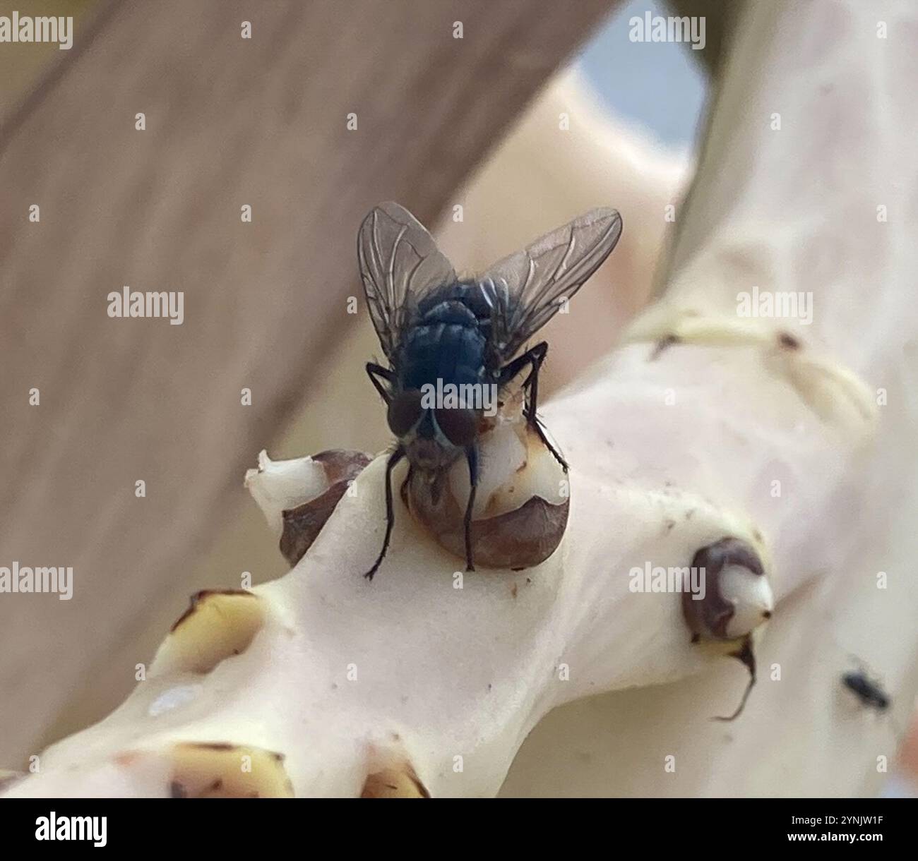 Blue Blowfly (Calliphora vicina Stock Photo - Alamy