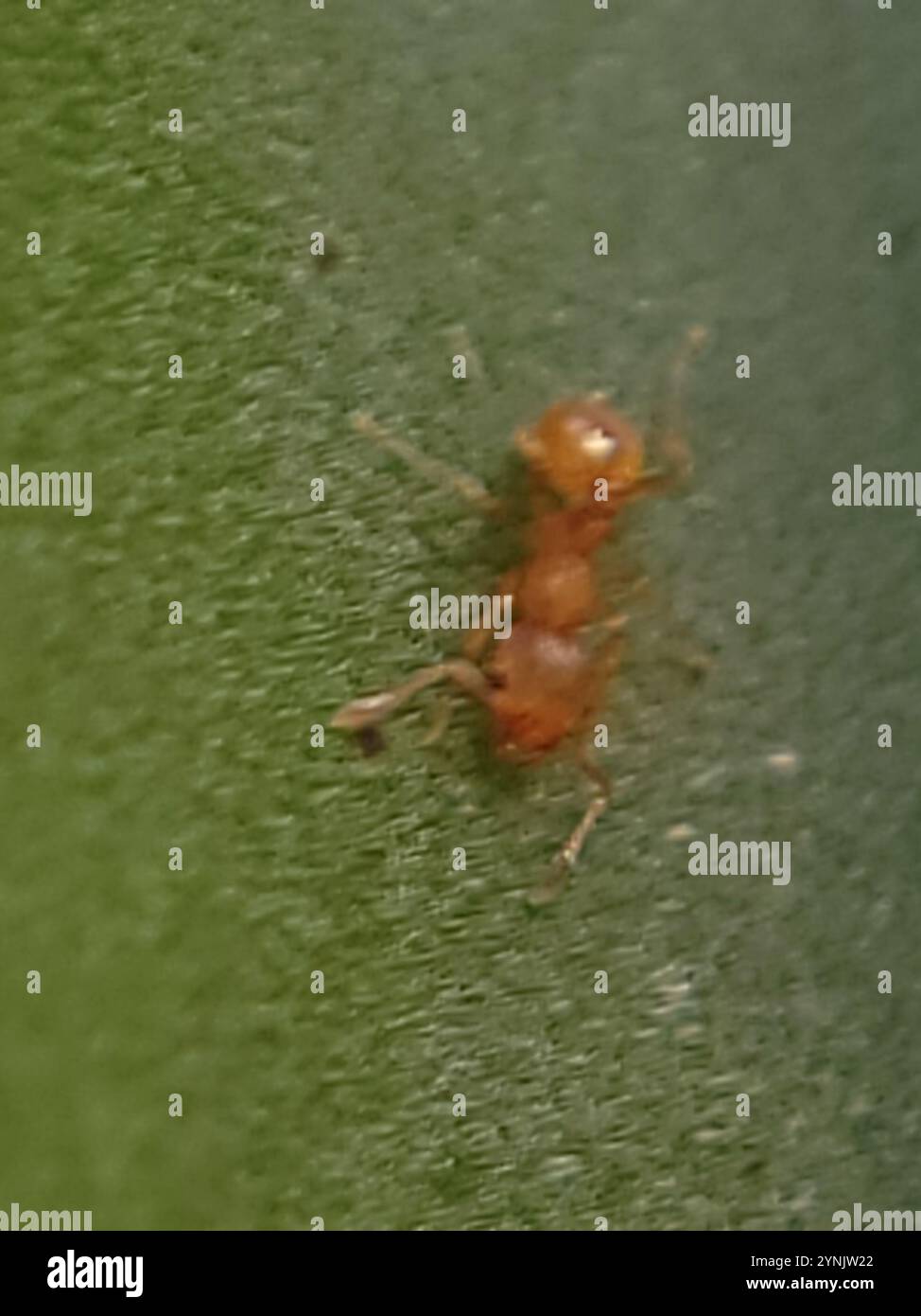 Little Fire Ant (Wasmannia auropunctata Stock Photo - Alamy