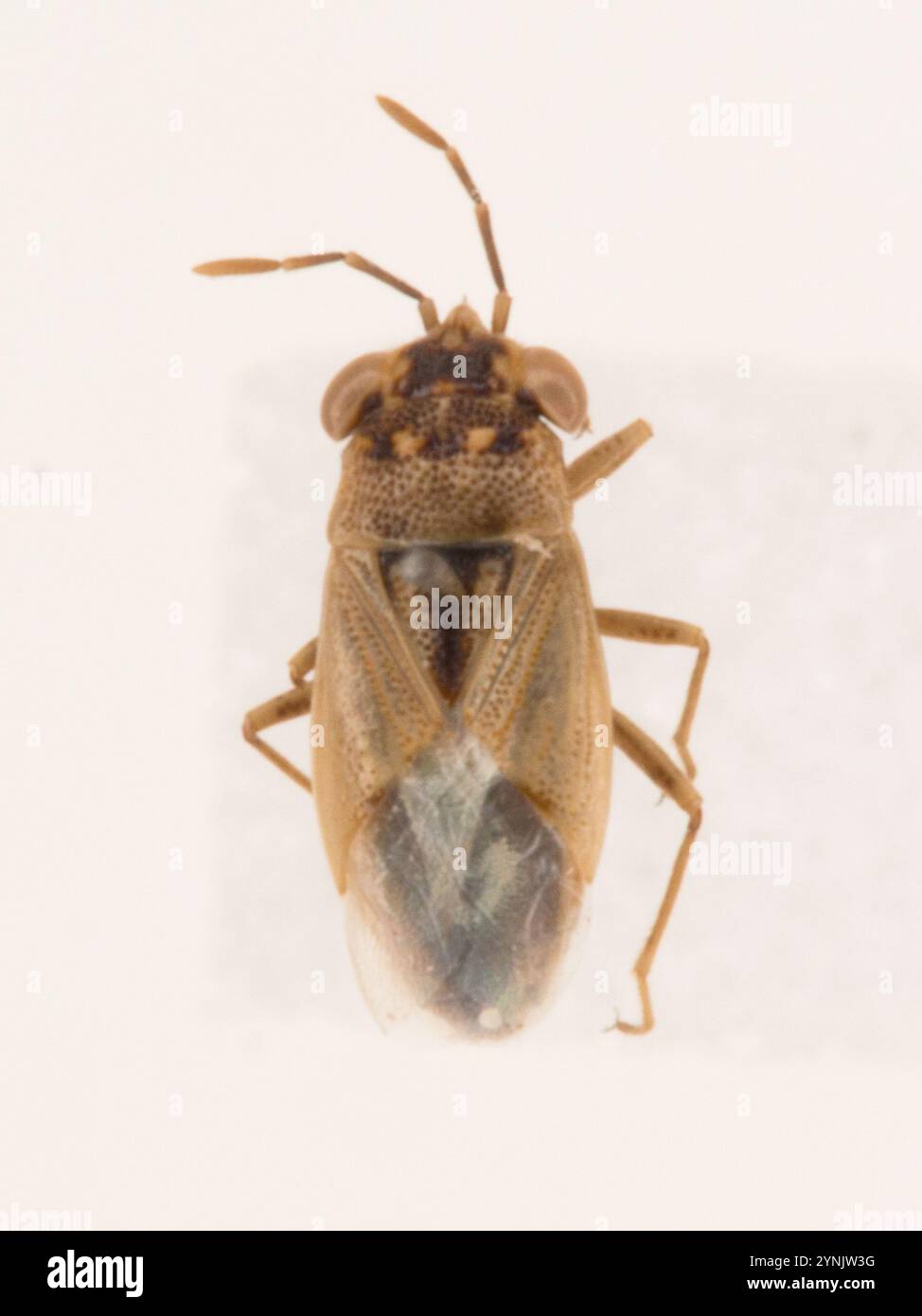 Big eyed bug hi-res stock photography and images - Alamy