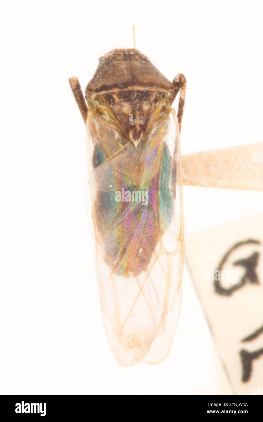 True Bugs (Heteroptera Stock Photo - Alamy