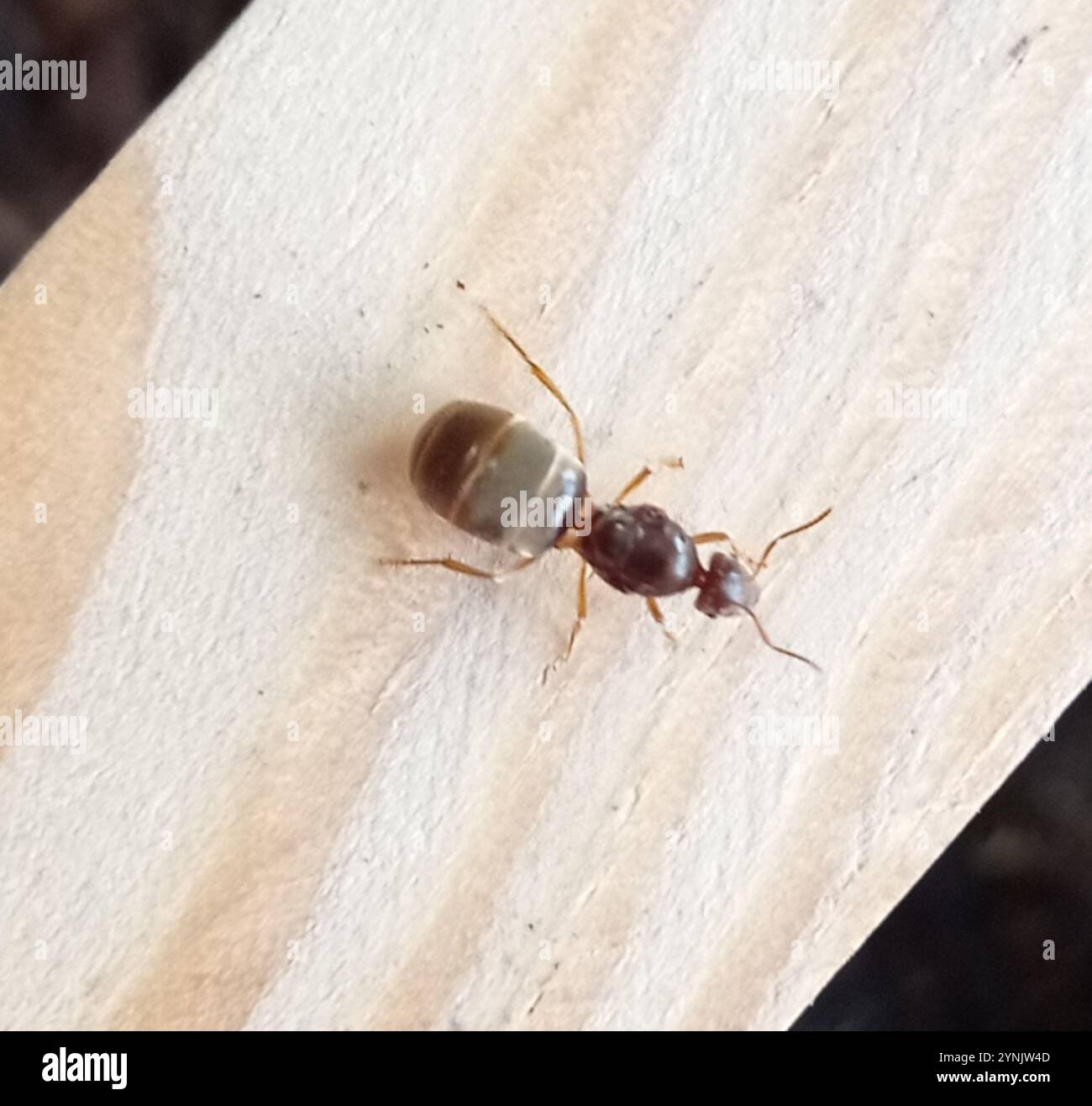 Citronella Ants, Fuzzy Ants, and Allies (Lasius Stock Photo - Alamy
