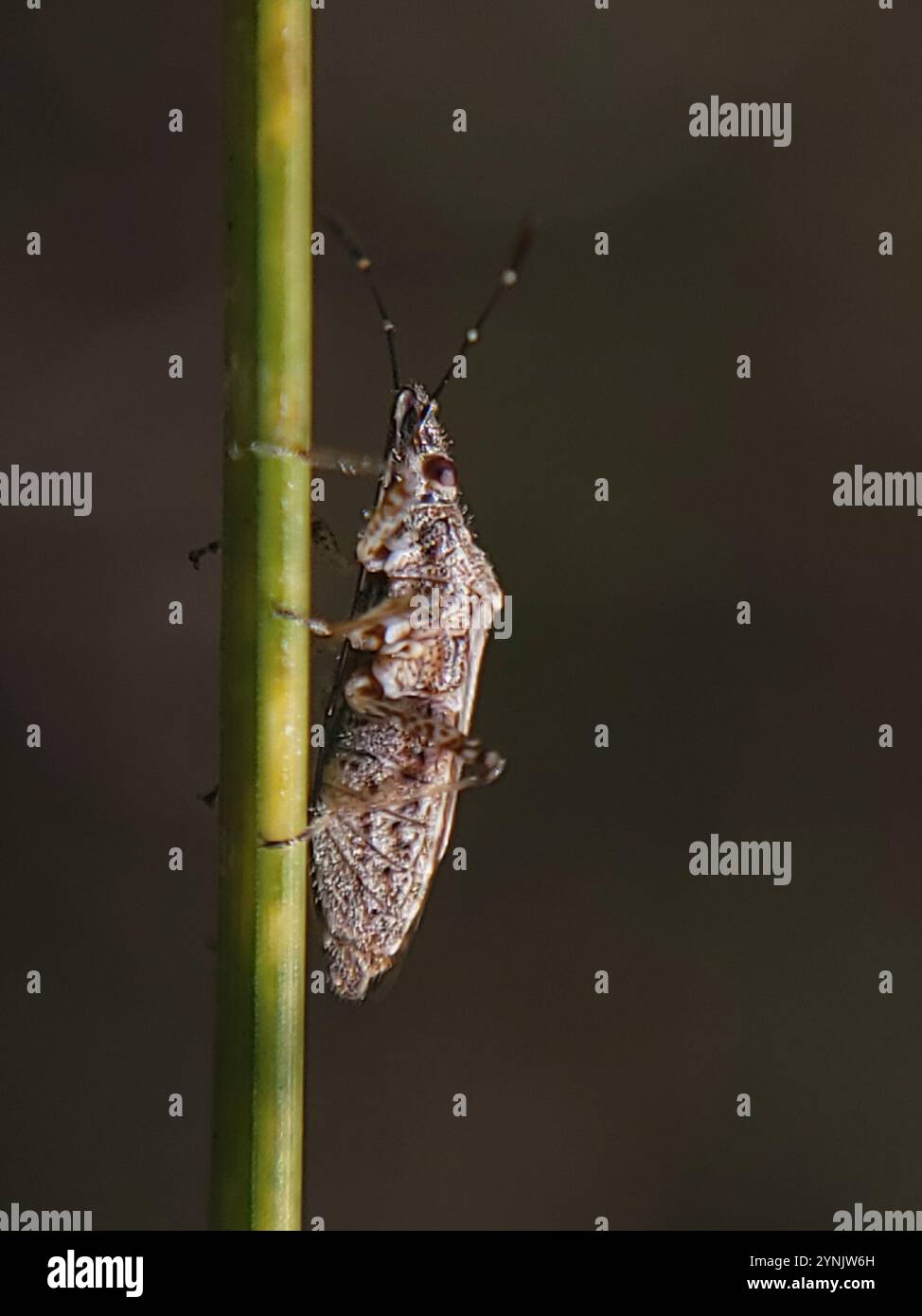 True Bugs (Heteroptera Stock Photo - Alamy