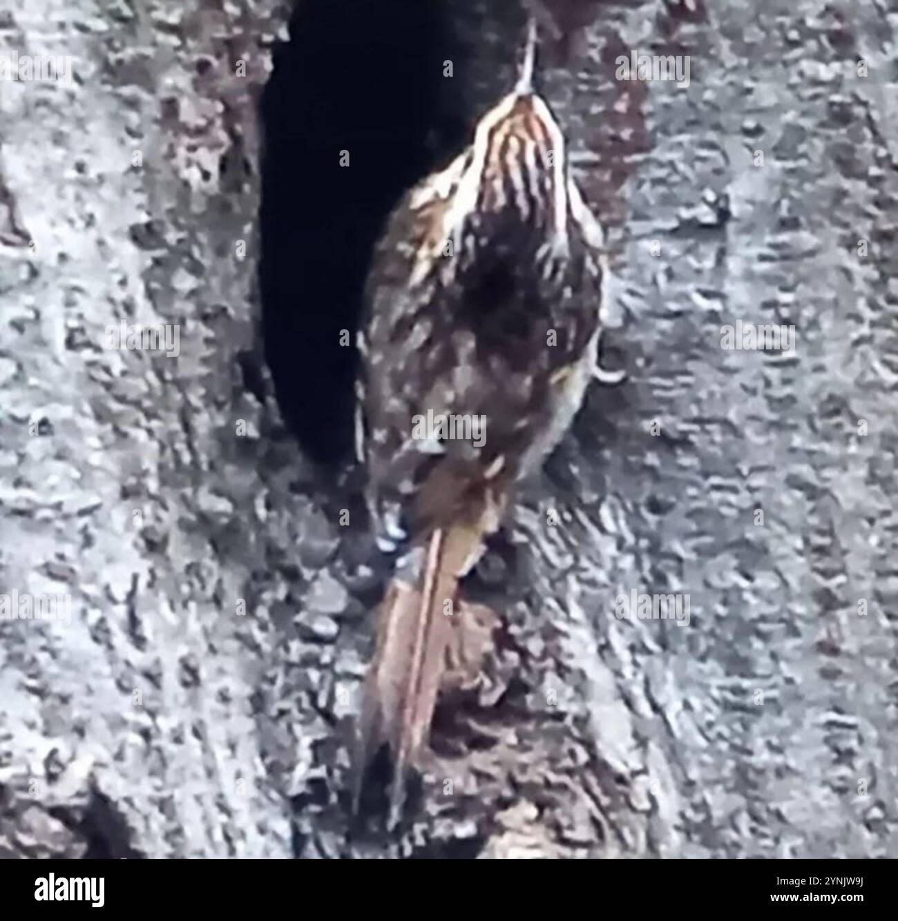 Short-toed Treecreeper (Certhia brachydactyla Stock Photo - Alamy