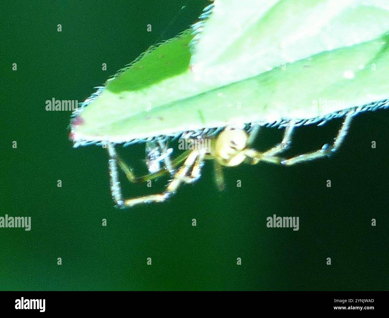 Comb-footed Spiders (Theridiidae Stock Photo - Alamy