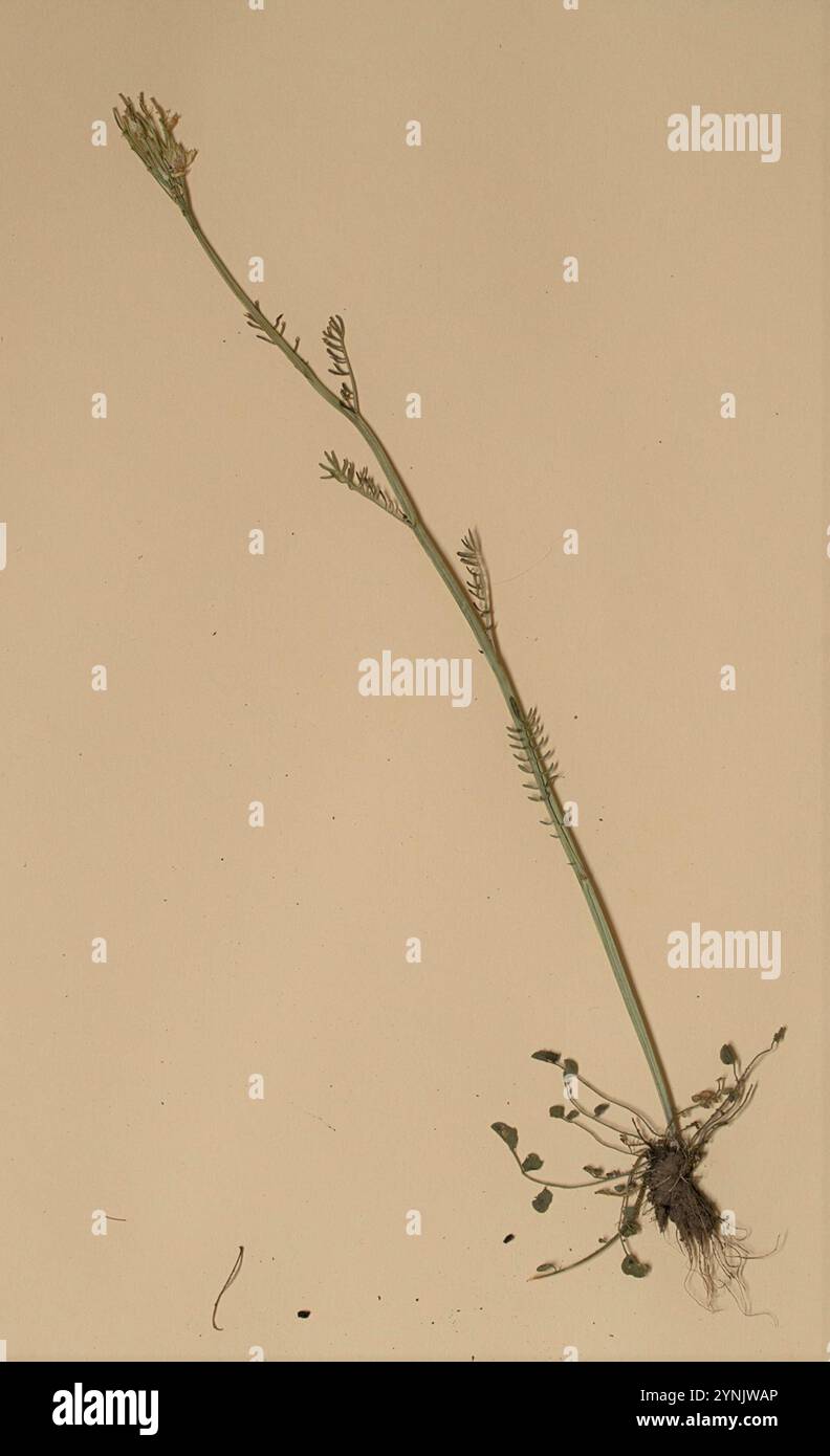 northern field bittercress (Cardamine polemonioides Stock Photo - Alamy