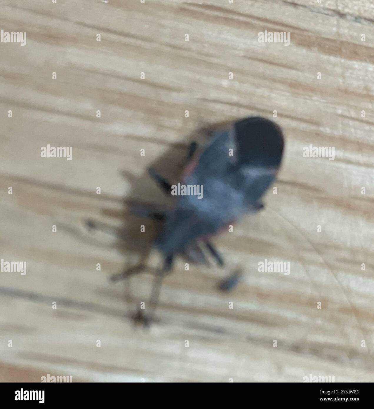 Eastern Boxelder Bug (Boisea trivittata Stock Photo - Alamy