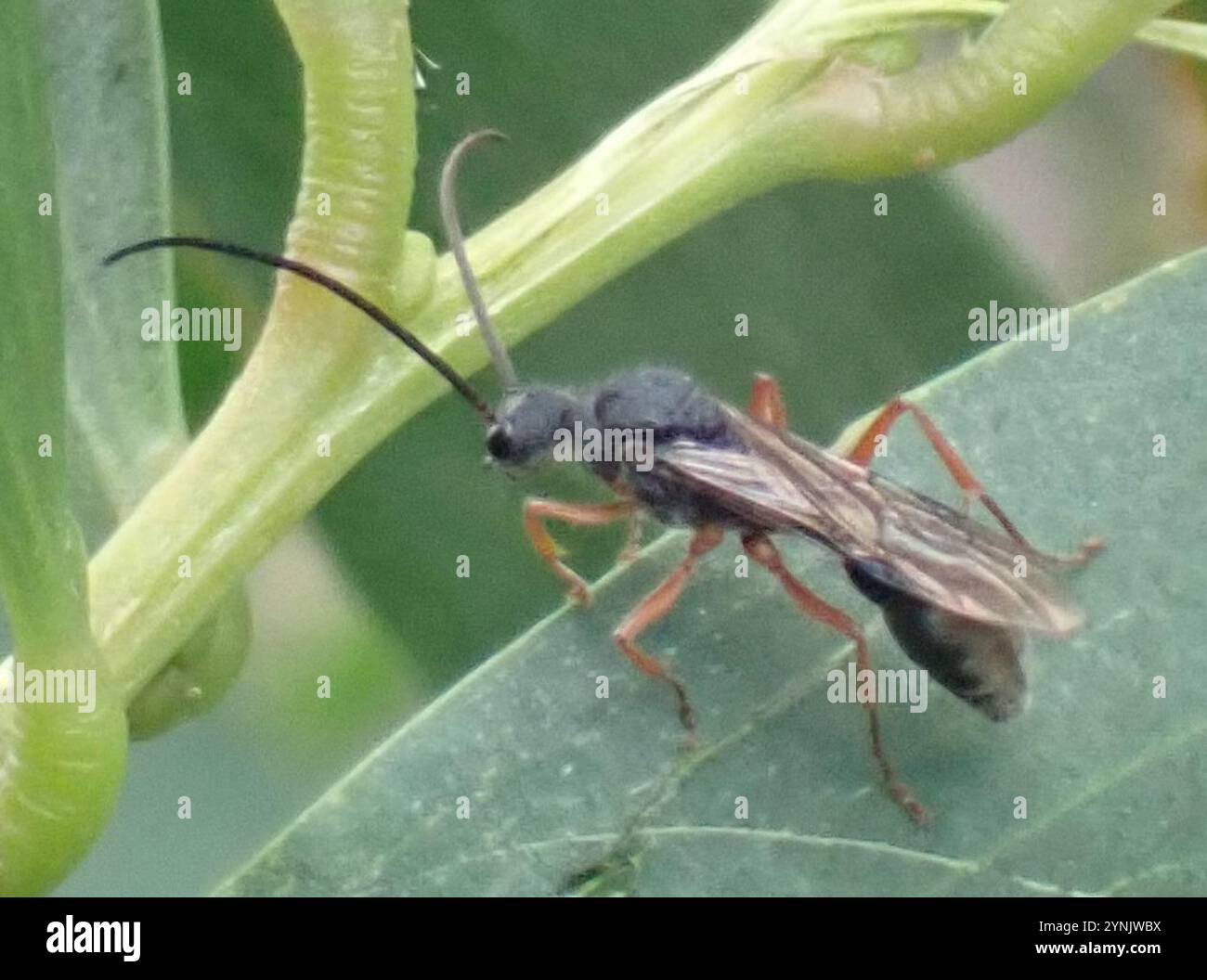 Jack jumper ant hi-res stock photography and images - Alamy