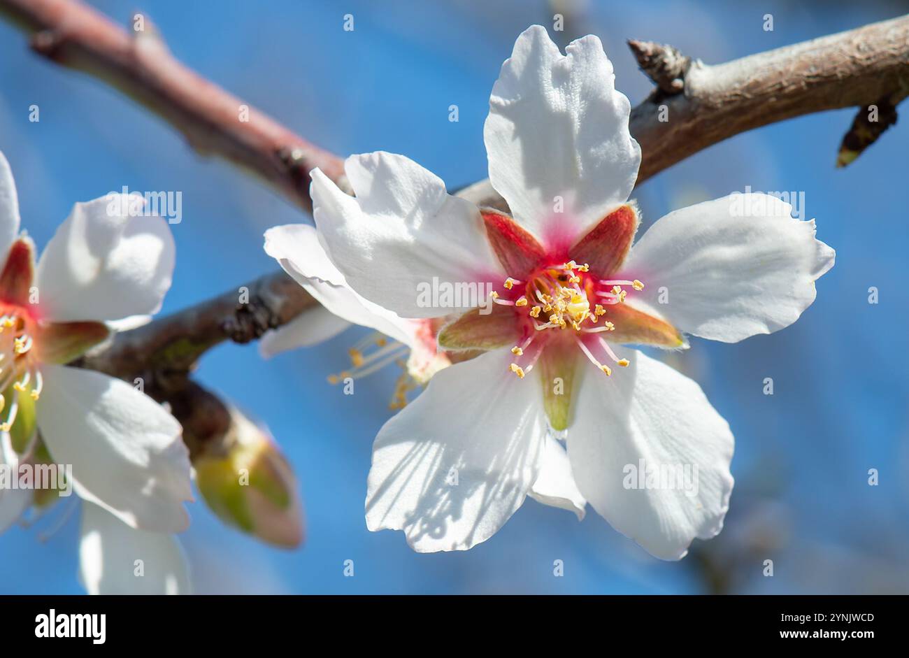 Almond (Prunus amygdalus Stock Photo - Alamy