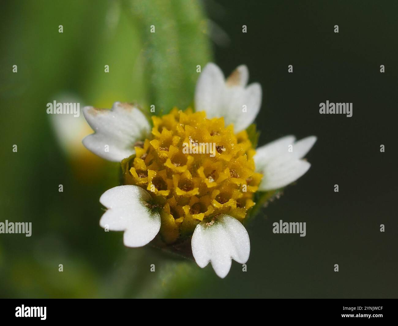 shaggy soldier (Galinsoga quadriradiata Stock Photo - Alamy
