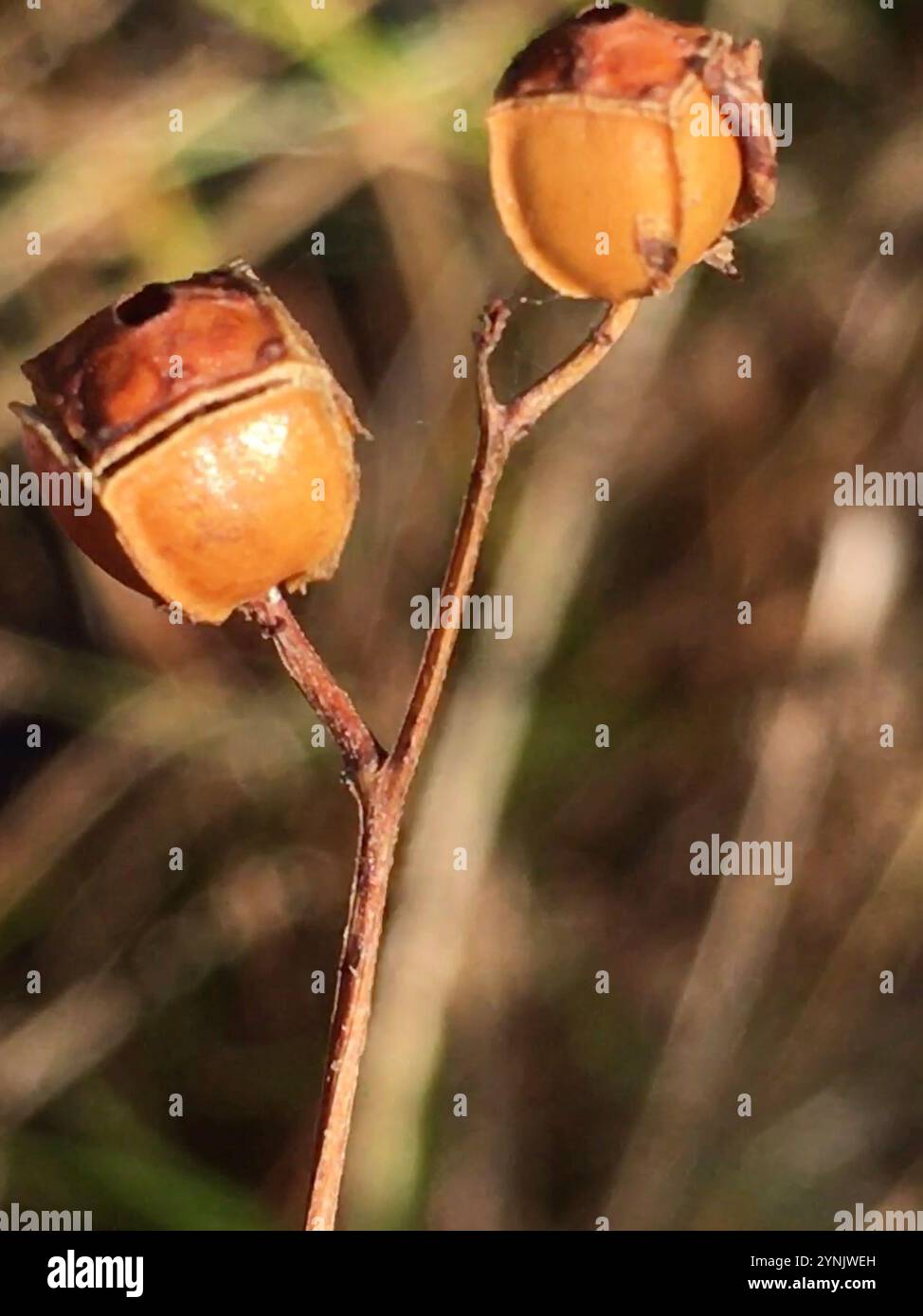 Seedbox (Ludwigia alternifolia Stock Photo - Alamy