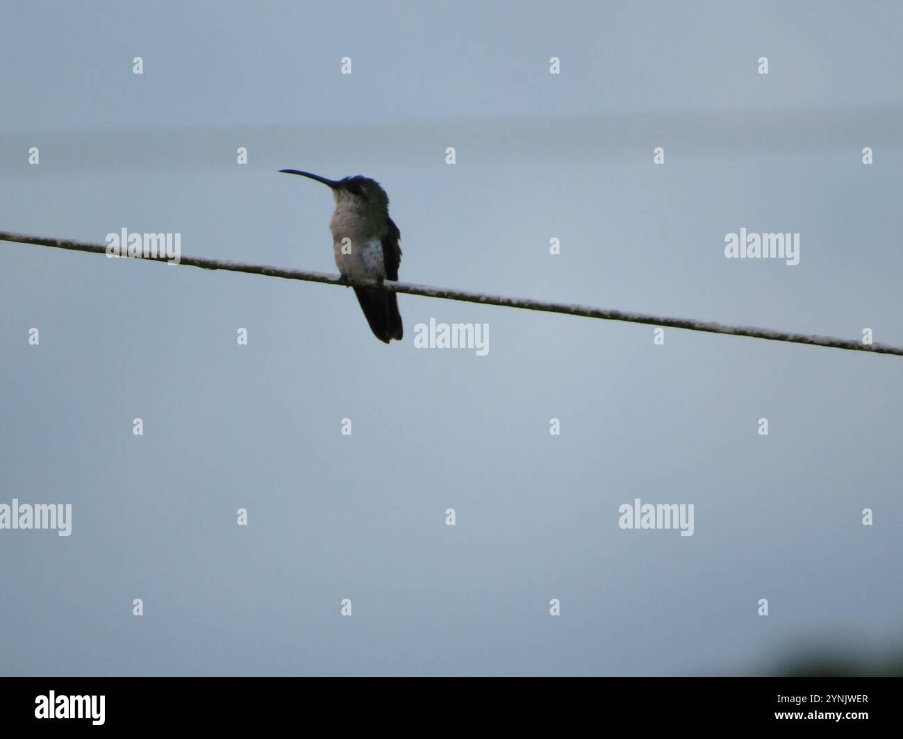 Mellisuga minima hi-res stock photography and images - Alamy