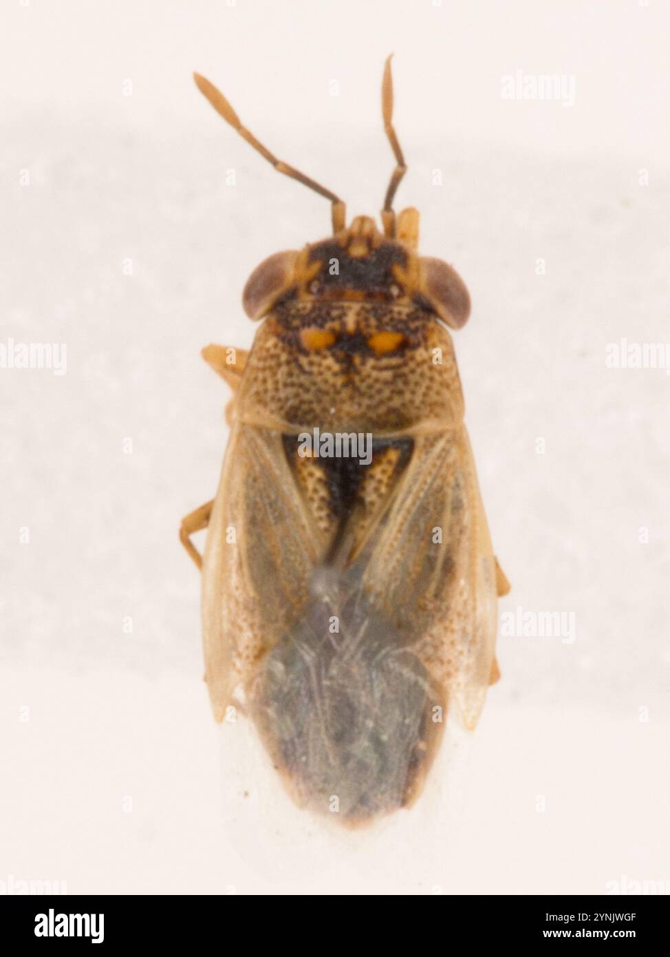 Western Big-eyed Bug (Geocoris pallens Stock Photo - Alamy