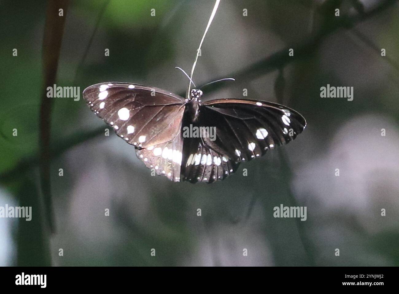 Common Crow Butterfly (Euploea core Stock Photo - Alamy