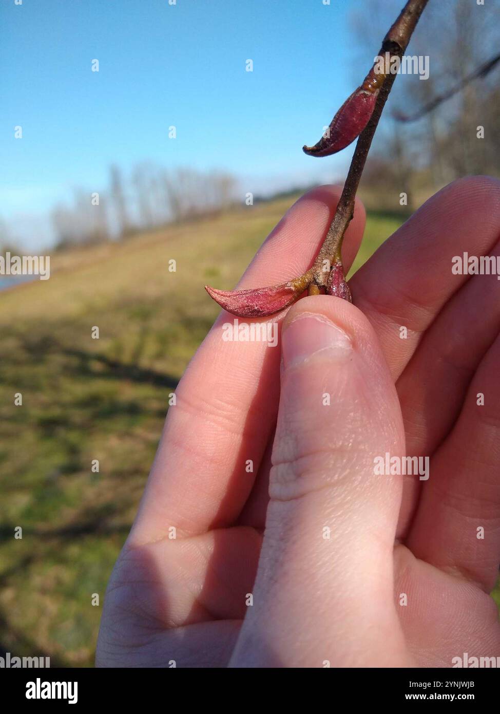 Red Alder (Alnus rubra Stock Photo - Alamy