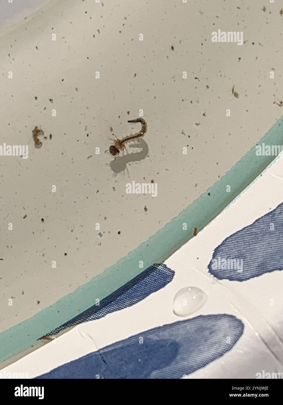 Culicine hi-res stock photography and images - Alamy