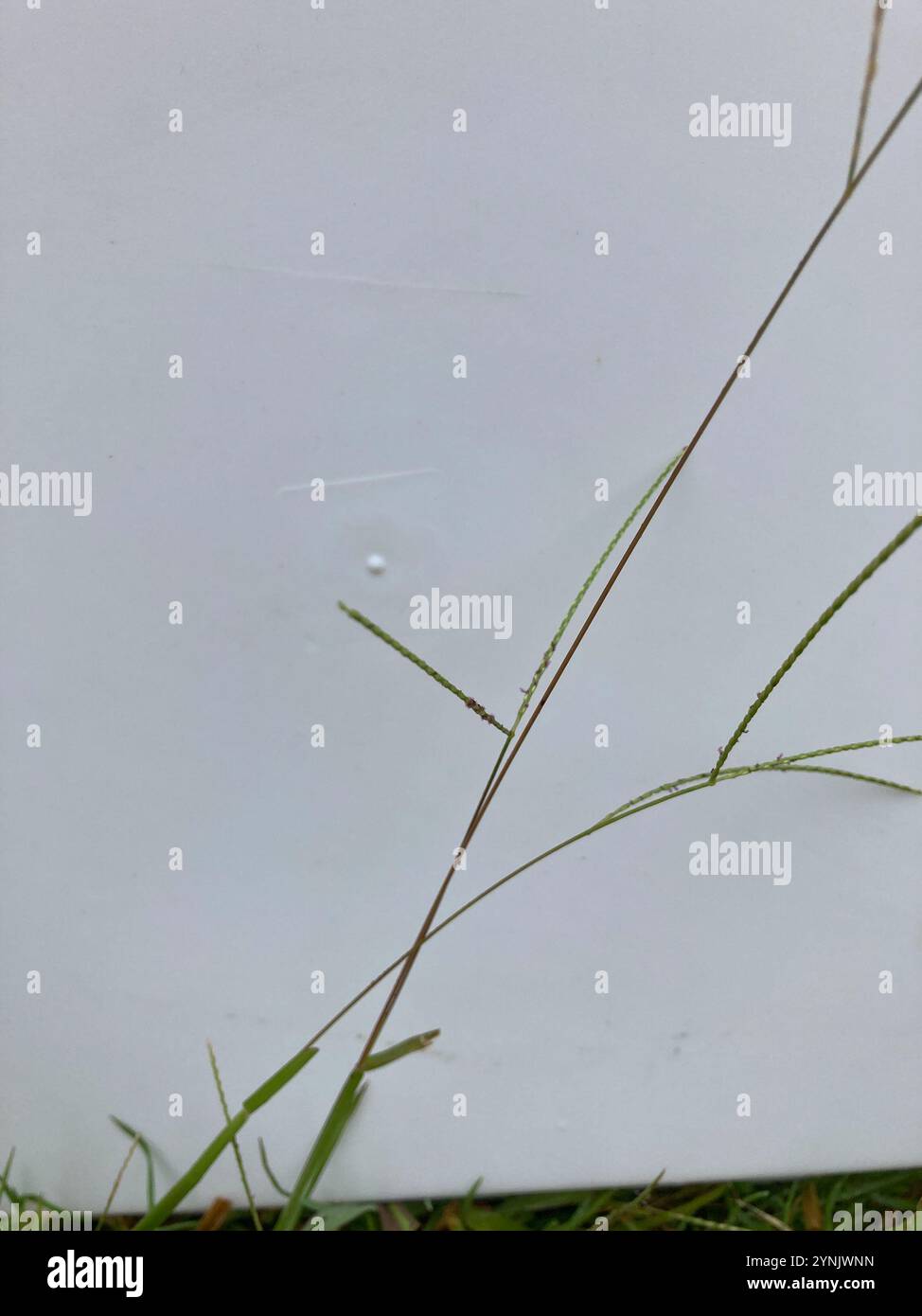 common carpetgrass (Axonopus fissifolius Stock Photo - Alamy