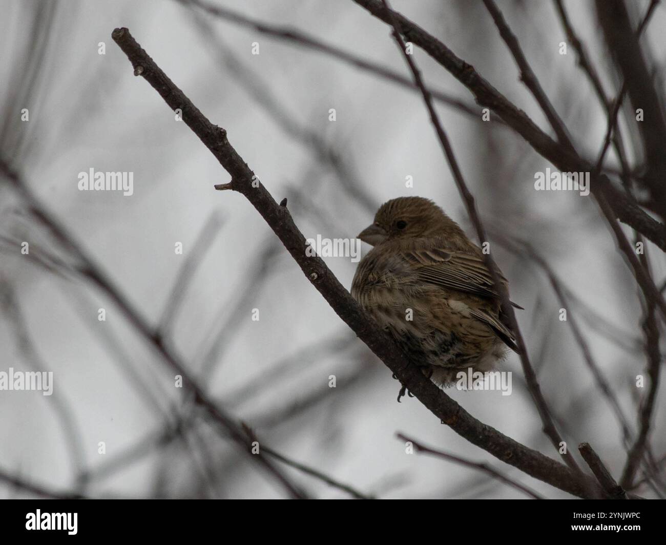House Finch (Haemorhous mexicanus Stock Photo - Alamy