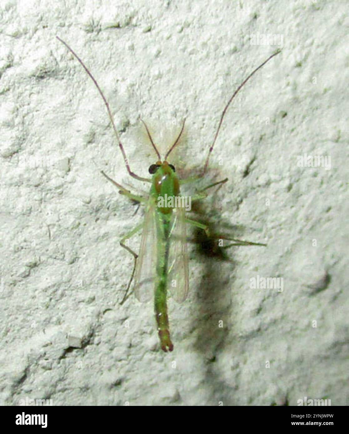 Non-biting Midges (Chironomidae Stock Photo - Alamy