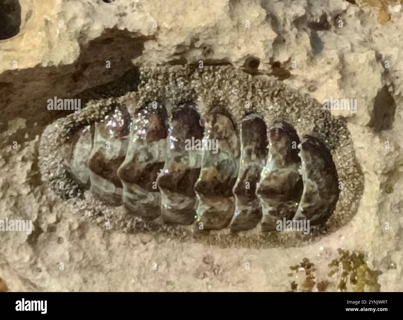 West Indian Fuzzy Chiton (Acanthopleura granulata Stock Photo - Alamy