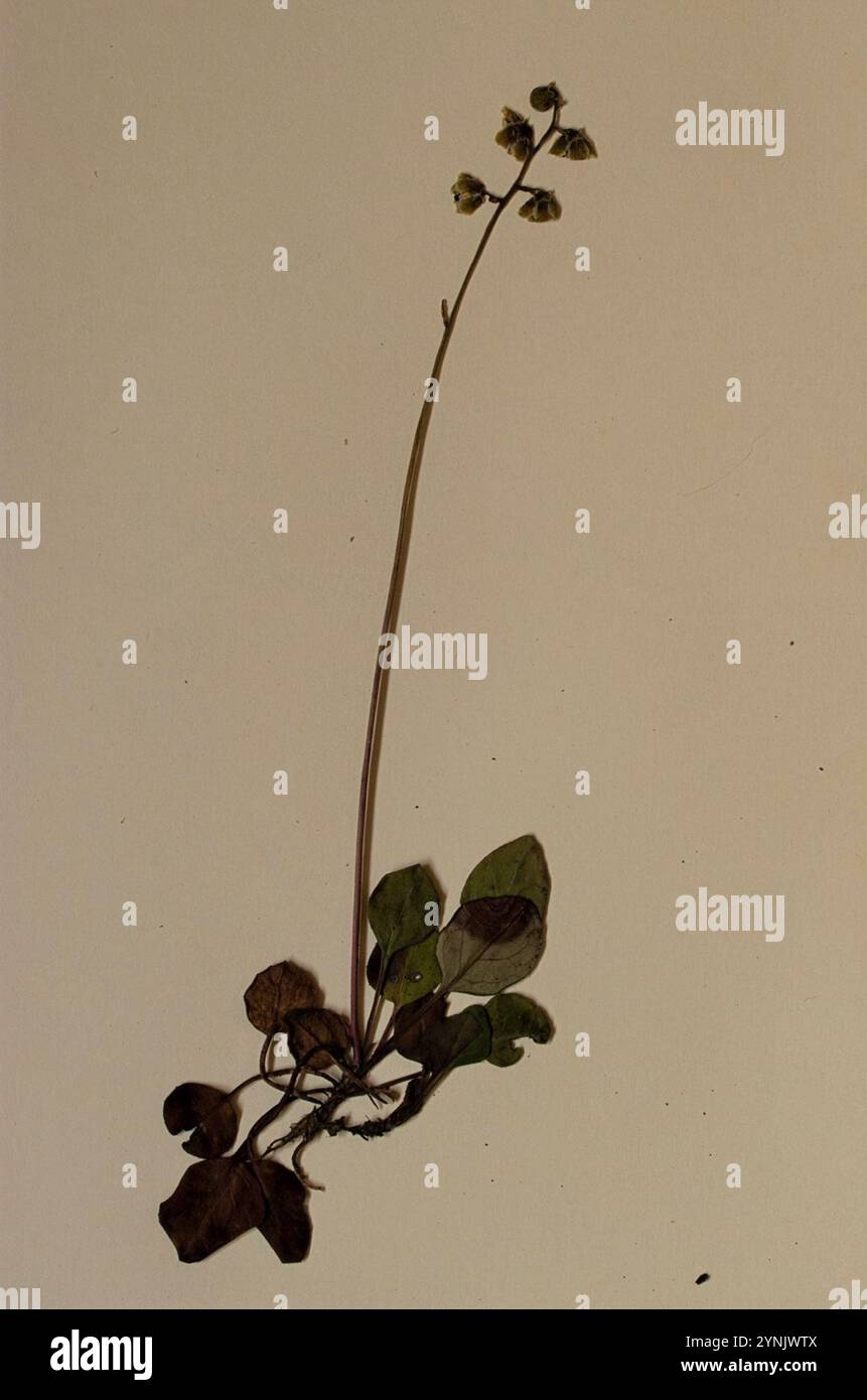 green-flowered wintergreen (Pyrola chlorantha Stock Photo - Alamy