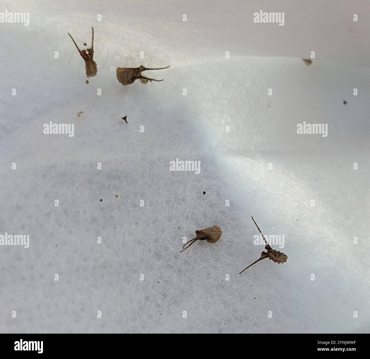 flannel weed (Sida cordifolia Stock Photo - Alamy