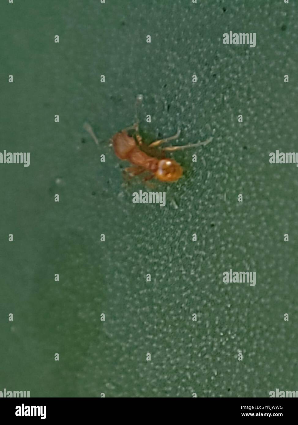 Wasmannia hi-res stock photography and images - Alamy