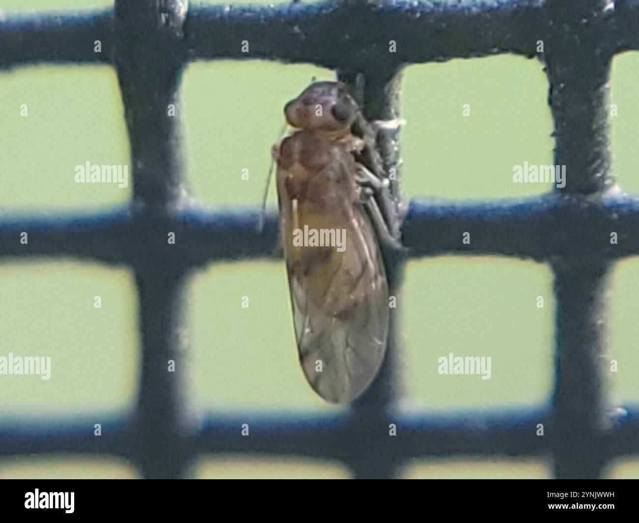 Barklice, Booklice, and Parasitic Lice (Psocodea Stock Photo - Alamy