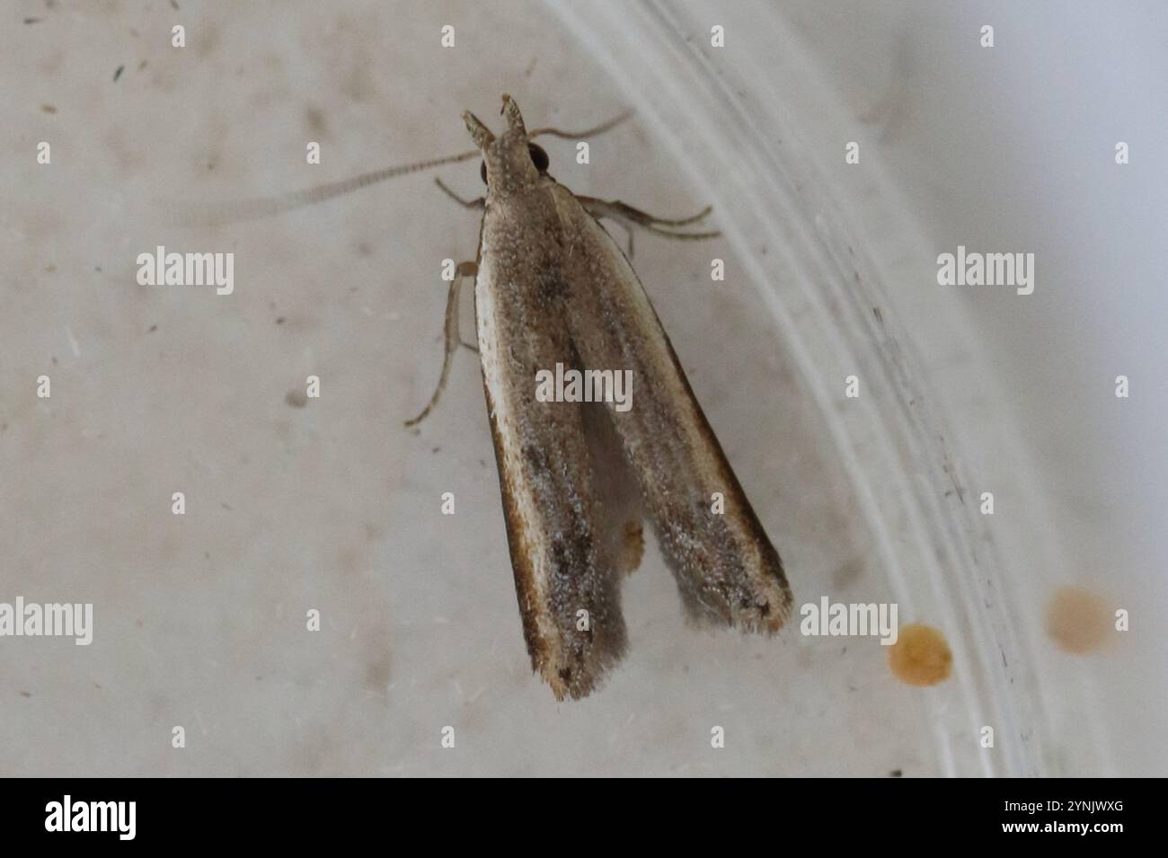 Soybean webworm hi-res stock photography and images - Alamy