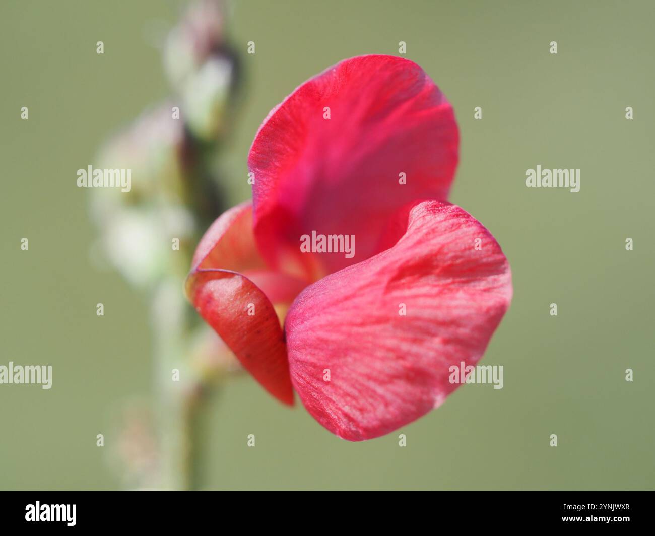 Phasey Bean (Macroptilium lathyroides Stock Photo - Alamy