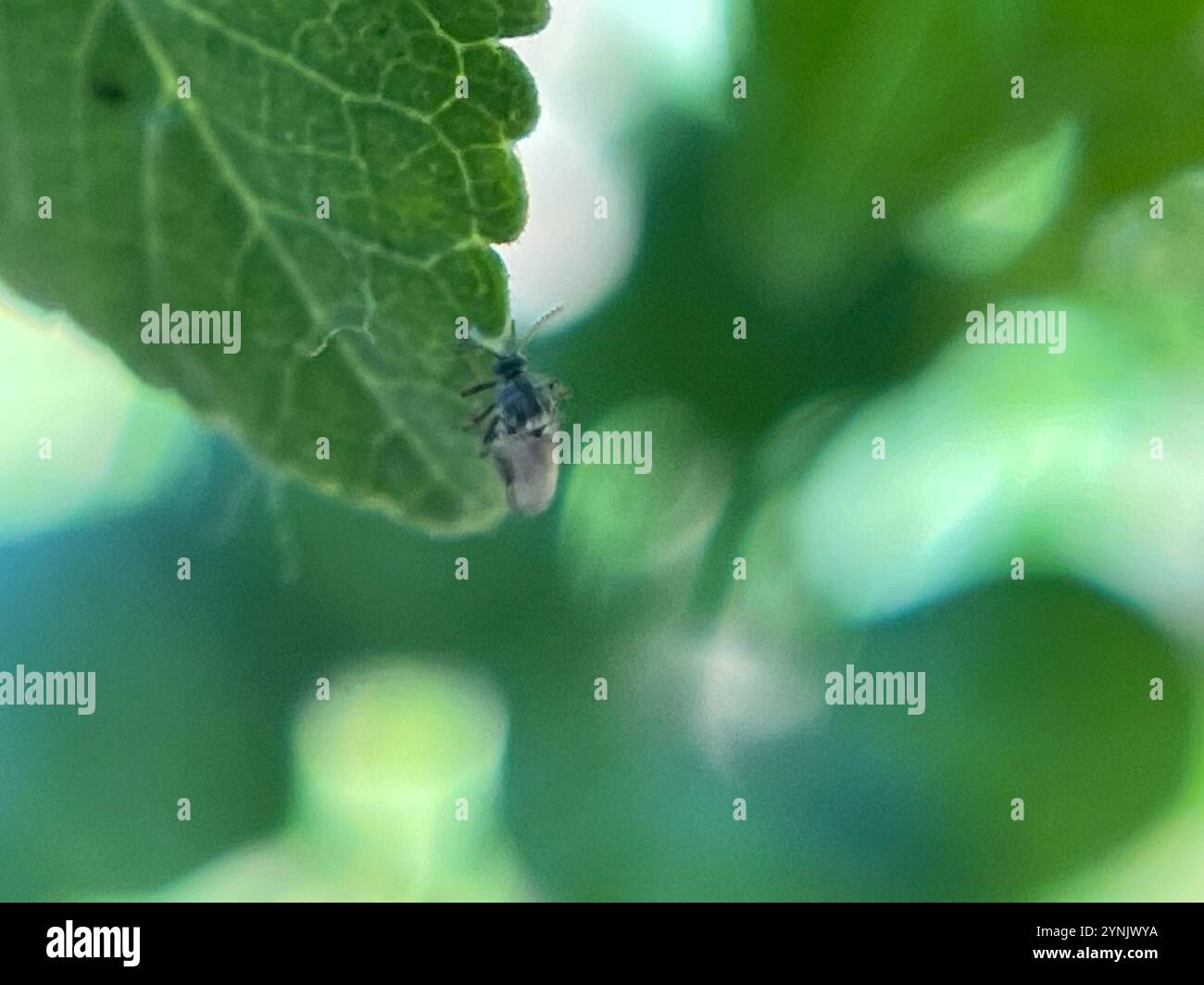 Biting Midges (Ceratopogonidae Stock Photo - Alamy