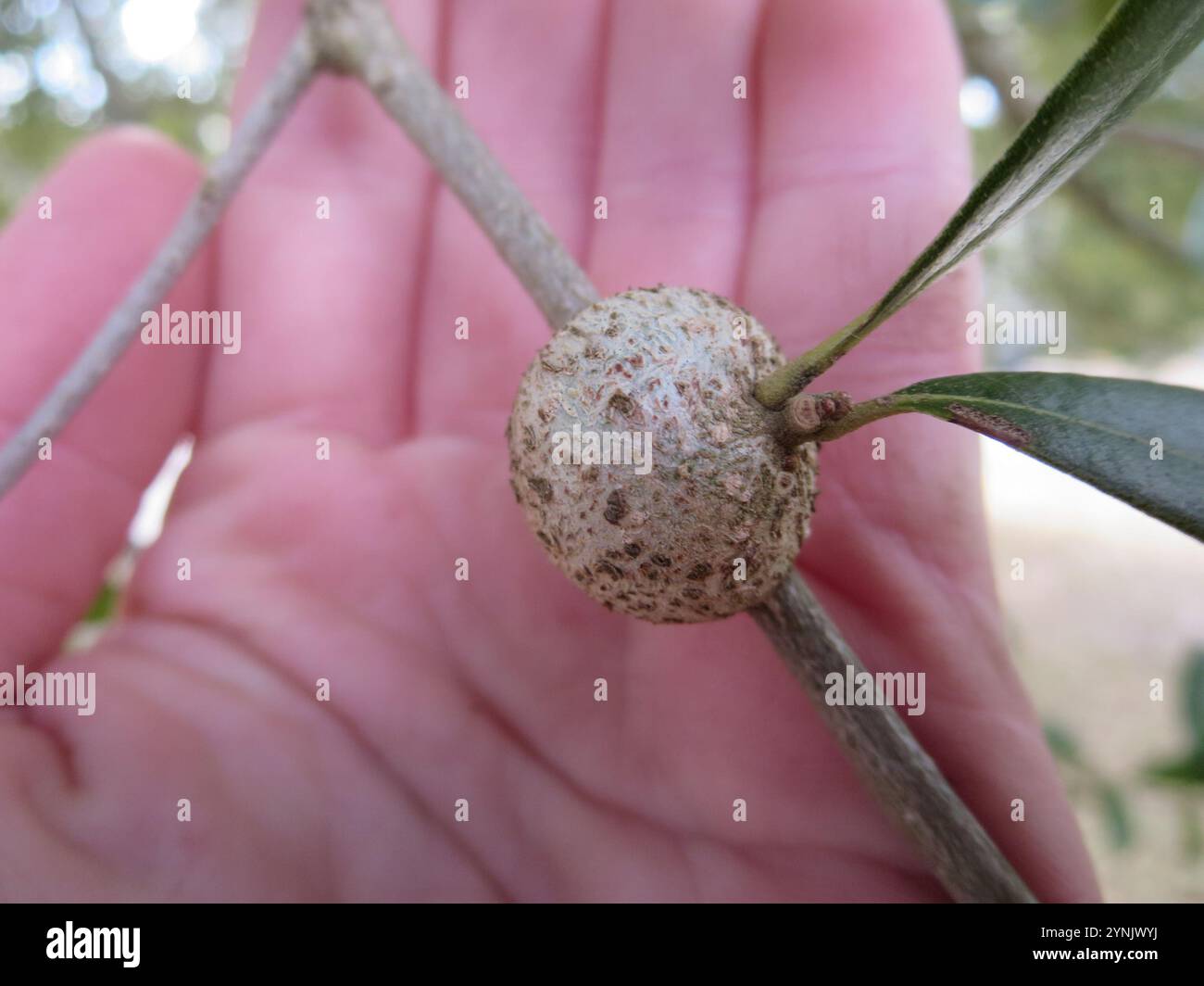 Southern Live Oak Stem Gall Wasp (Callirhytis quercusbatatoides Stock ...