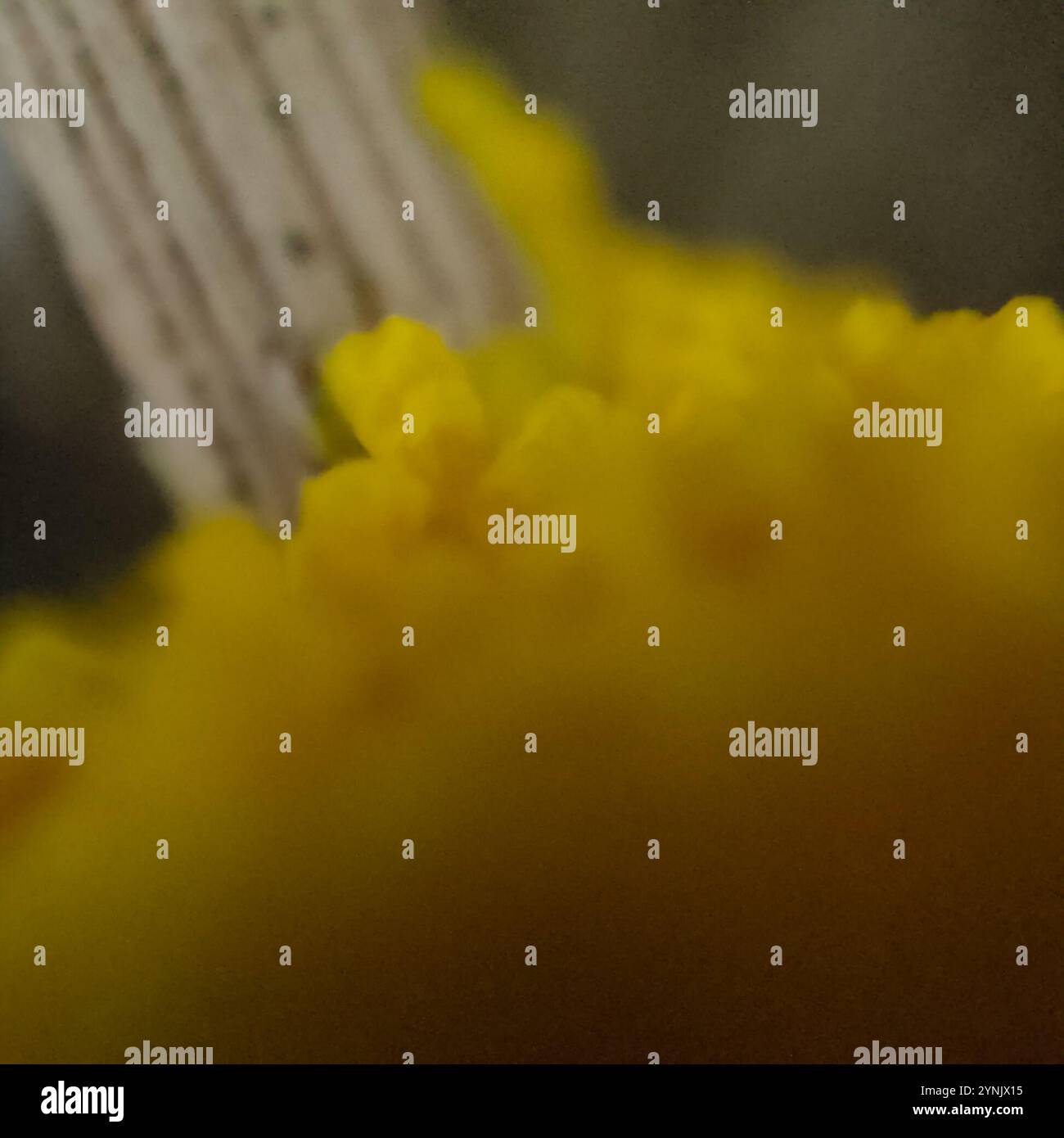 Dog Vomit Slime Mold (Fuligo septica Stock Photo - Alamy