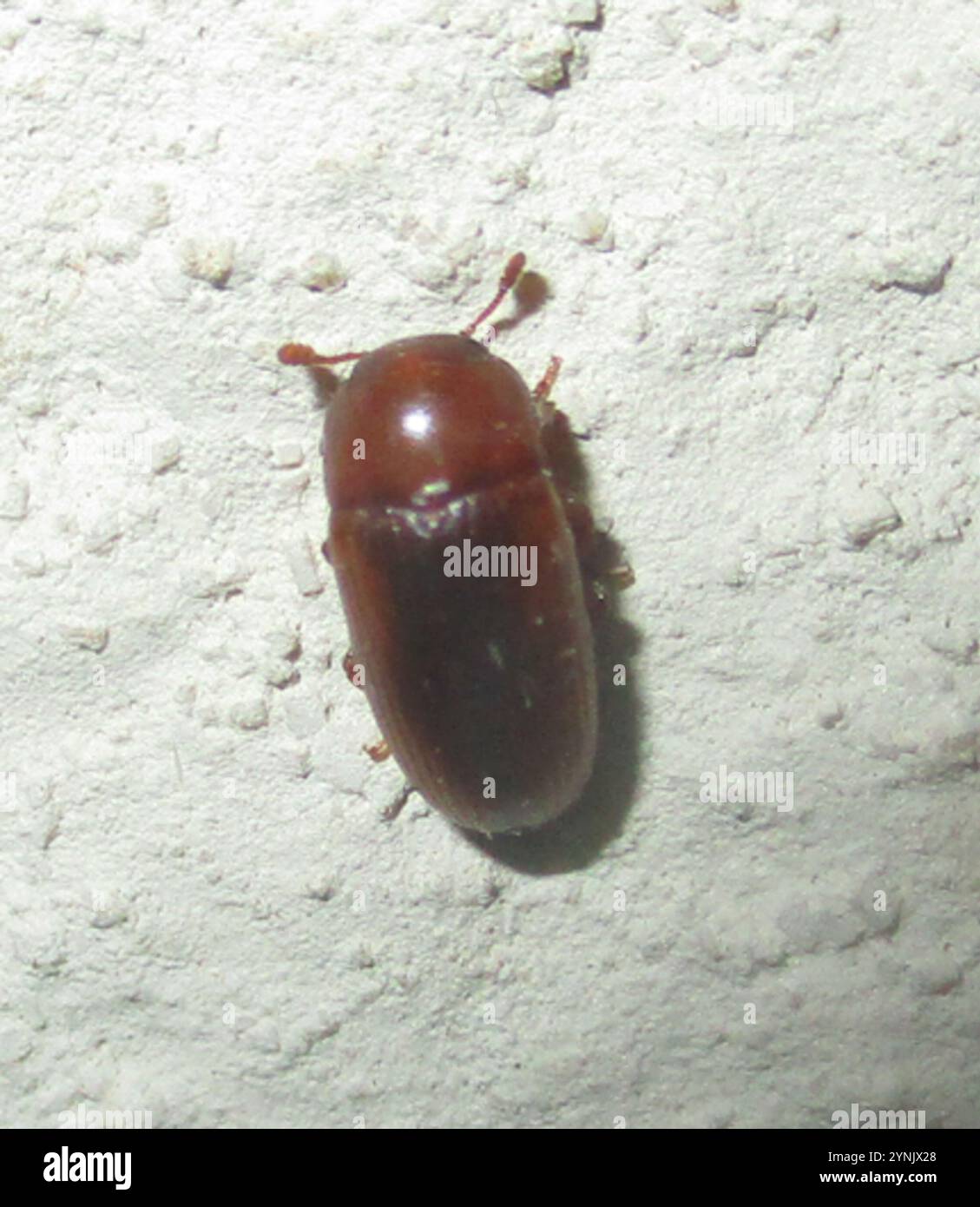 Pleasing Fungus Beetles (Erotylidae Stock Photo - Alamy