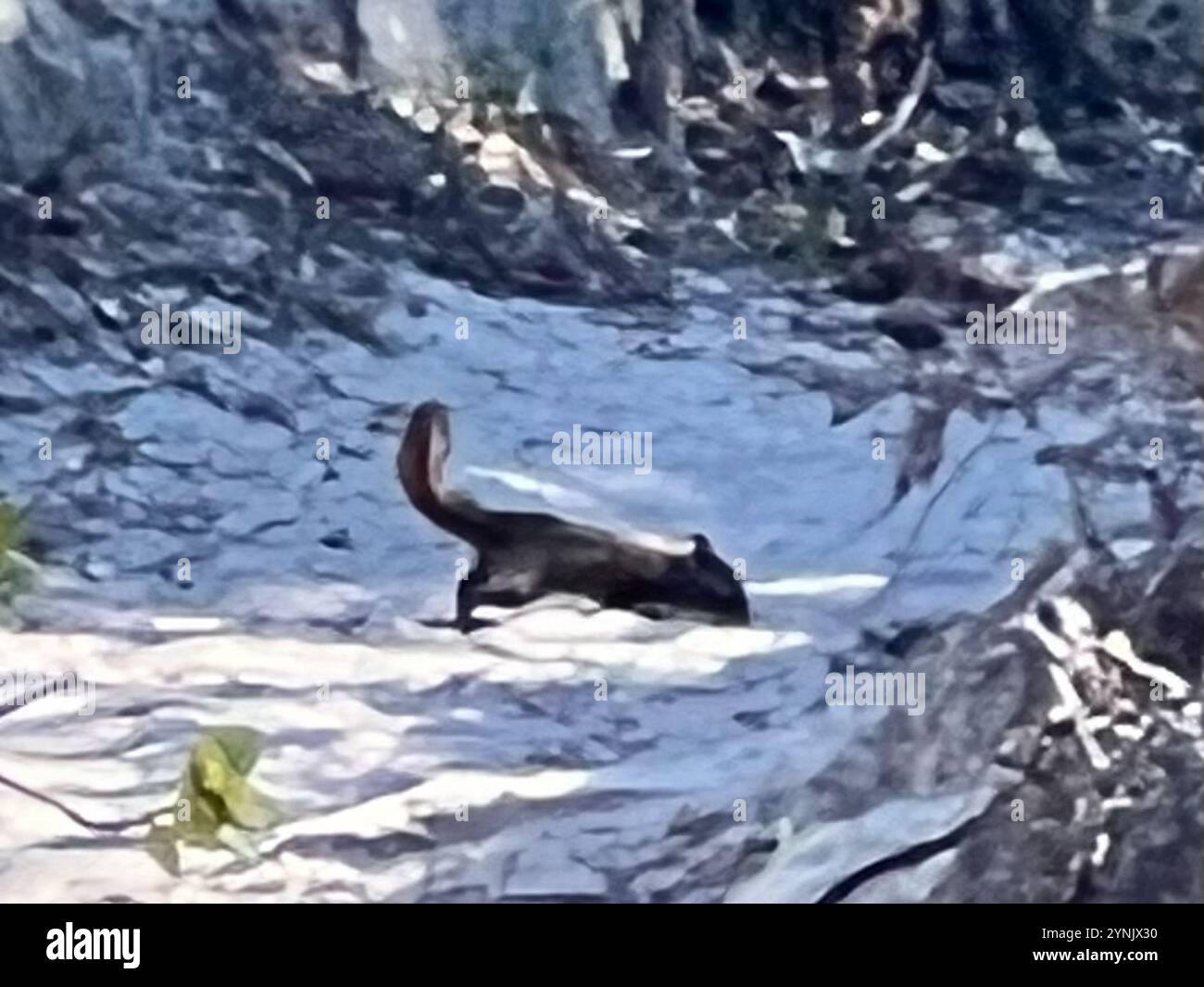 Merriam's Chipmunk (Neotamias merriami Stock Photo - Alamy