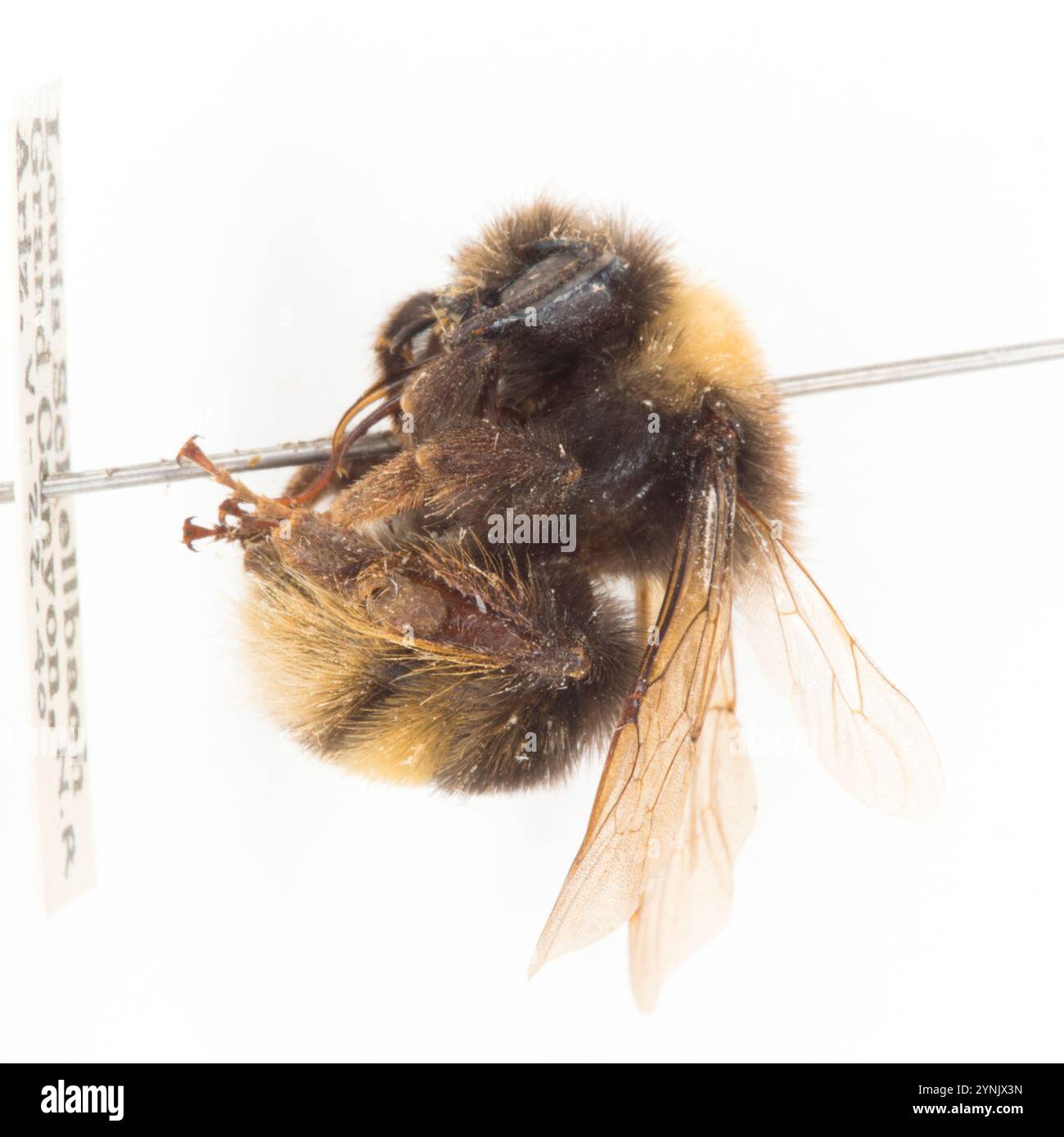 Western Bumble Bee (Bombus occidentalis Stock Photo - Alamy