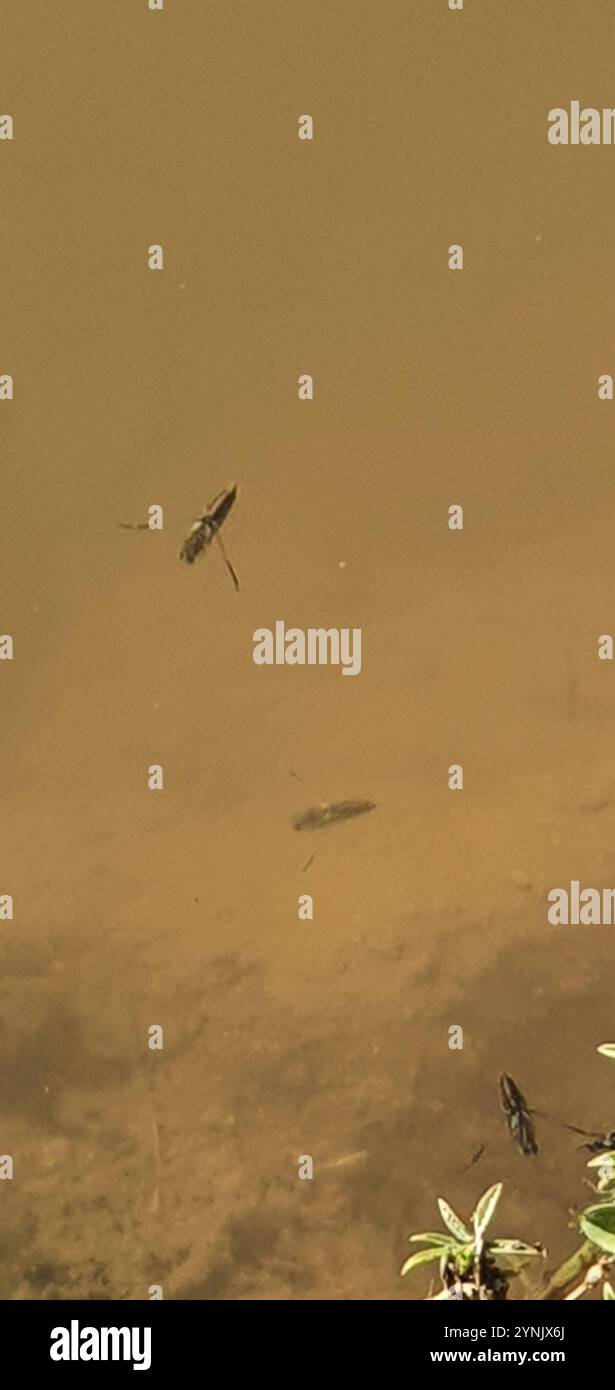 Common Backswimmers (Anisops Stock Photo - Alamy