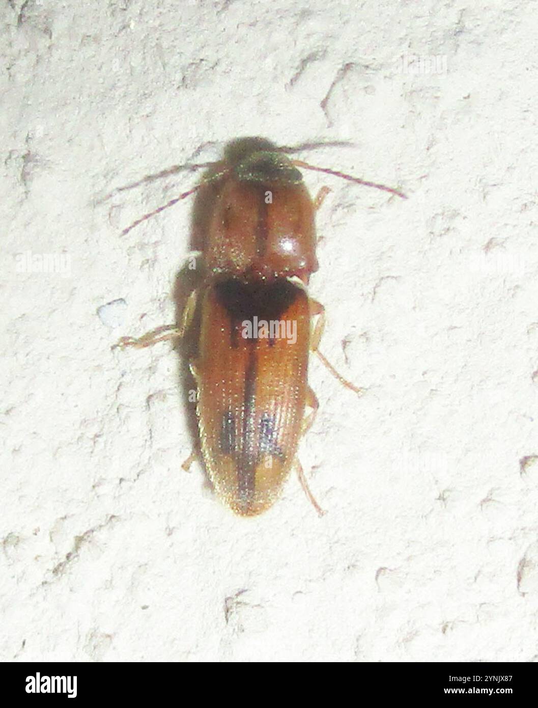 Click Beetles (Elateridae Stock Photo - Alamy