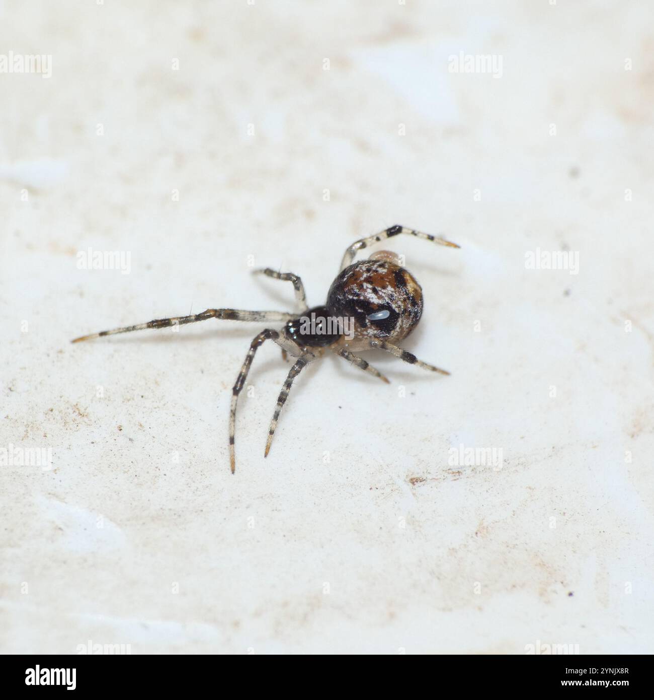 Comb-footed Spiders (Theridiidae Stock Photo - Alamy