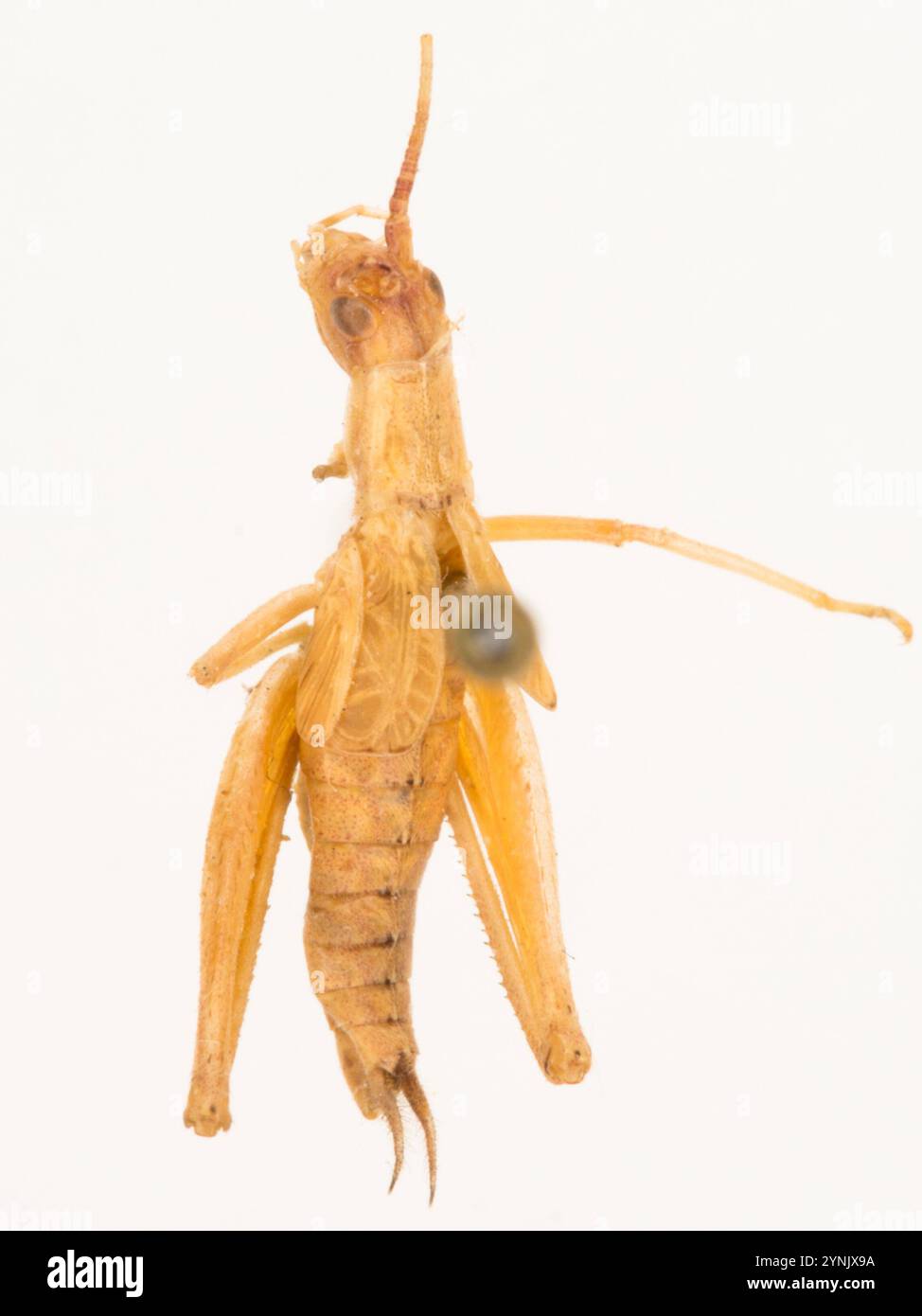 Common Tree Crickets (Oecanthus Stock Photo - Alamy