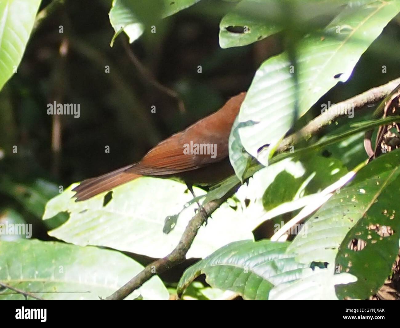Red-crowned Ant-Tanager (Habia rubica Stock Photo - Alamy